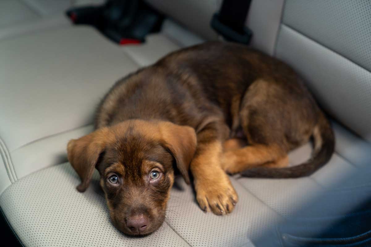 Ford Puerto Rico promueve el albergue temporero de perros abandonados ...