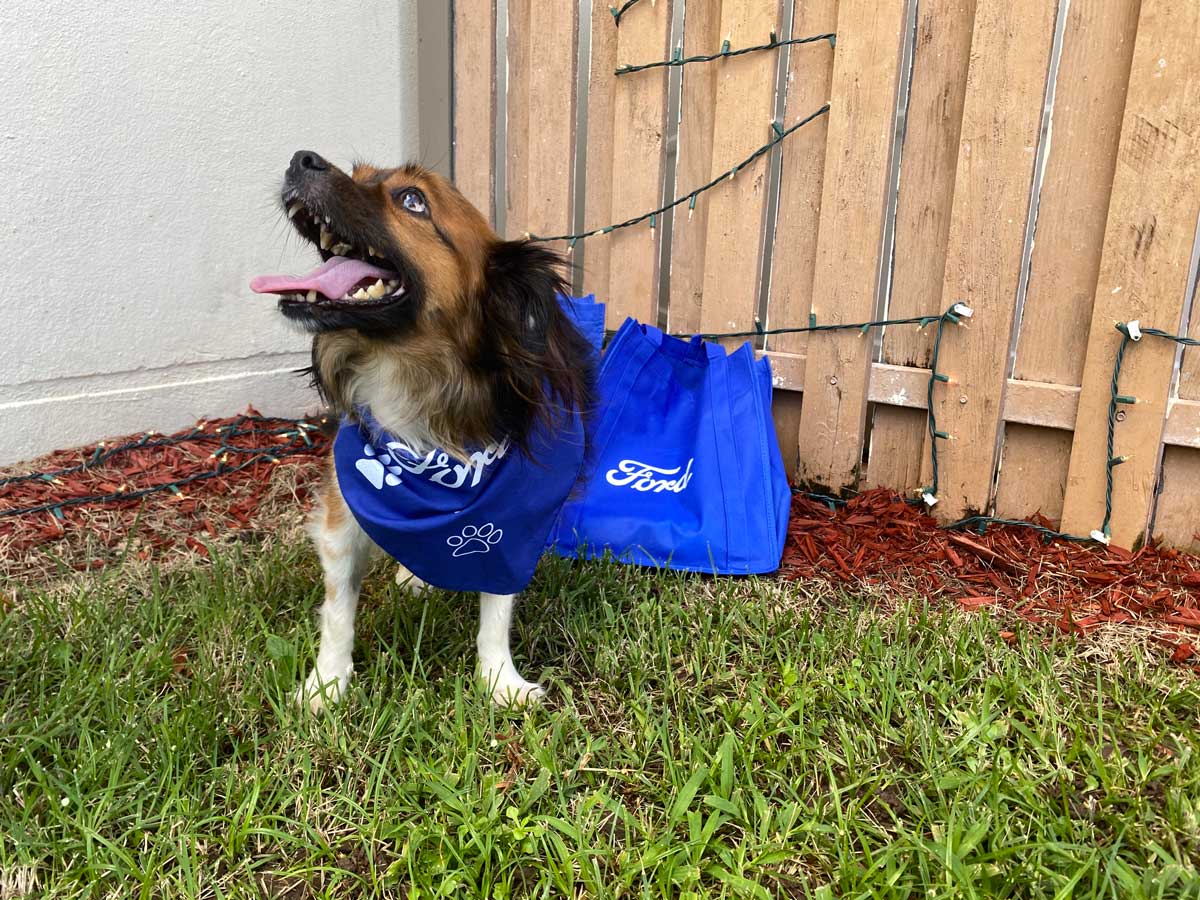 Ford Puerto Rico promueve el albergue temporero de perros abandonados ...